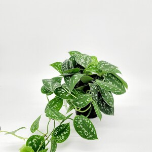 4" Satin Pothos • Silver Spotted Philodendron Live Plant • Scindapsus ...