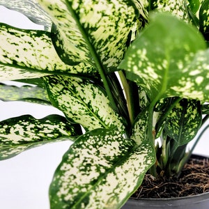 Aglaonema Spring Snow • Live Variegated Indoor Plant (6 Inch Pot) - Etsy