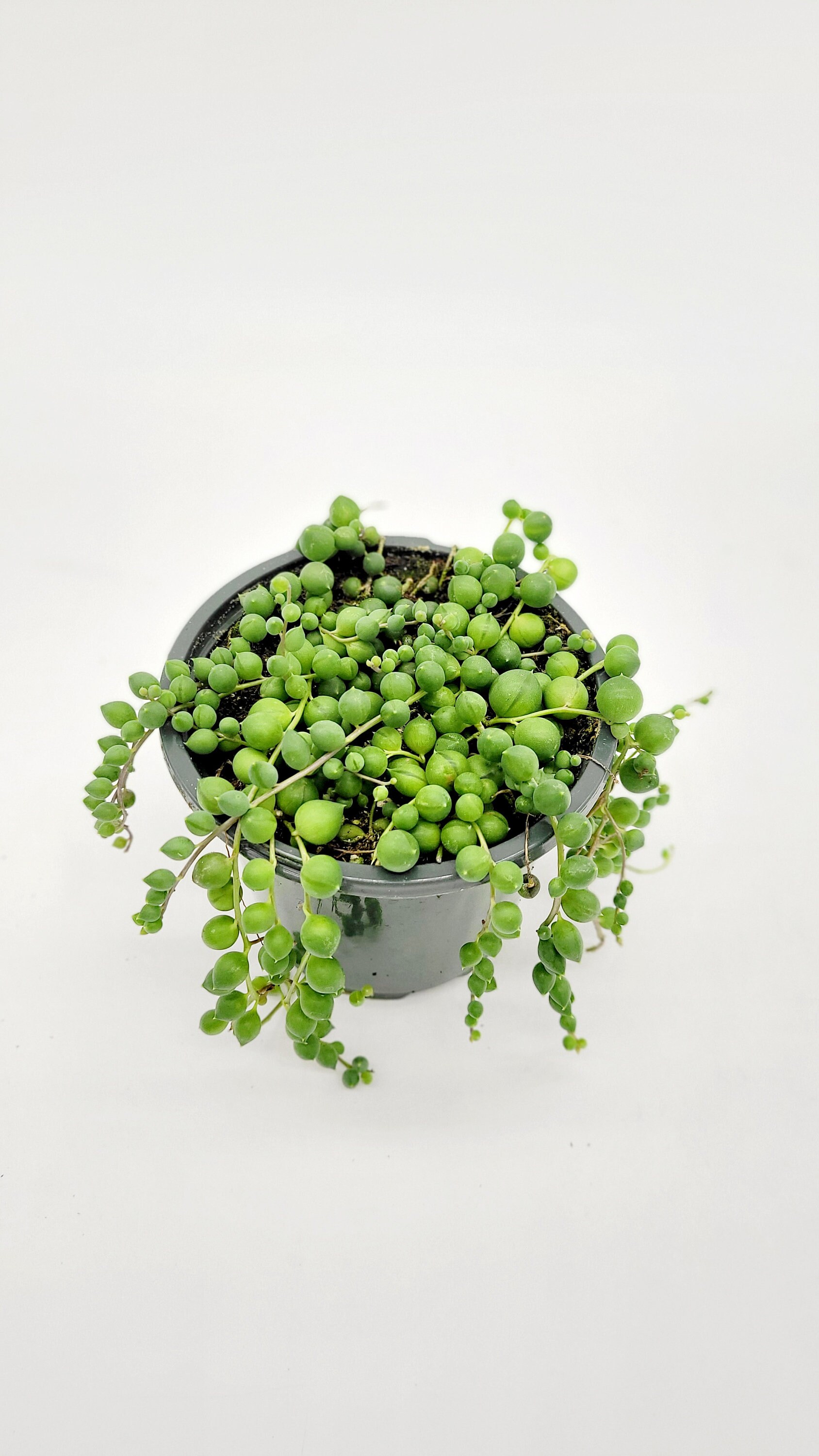 4" String of Pearls Plant • Live Hanging Plant for Hanging Basket ...