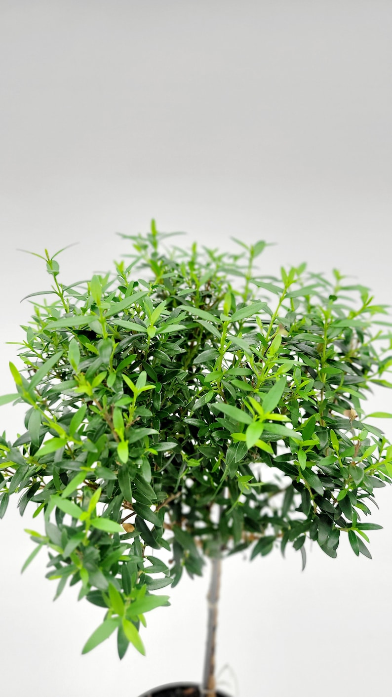Myrtle Topiary Tree Live Bonsai Tree Houseplant for - Etsy