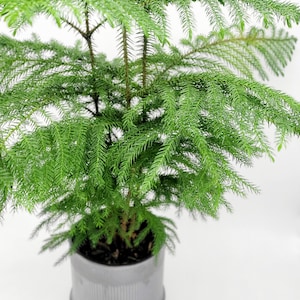 Mini Norfolk Island Pine • 6" Live Houseplant • Small Pine Tree • Live ...