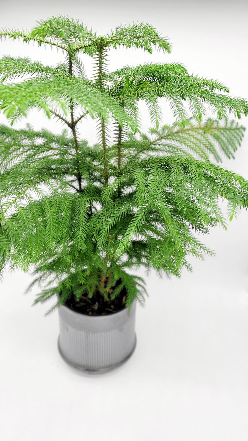 Mini Norfolk Island Pine • 6" Live Houseplant • Small Pine Tree • Live ...