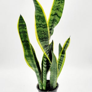 4" Live Snake Plant • Large Variegated Snake Plant Laurentii in 4 Inch ...