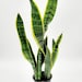 4" Live Snake Plant • Large Variegated Snake Plant Laurentii in 4 Inch ...