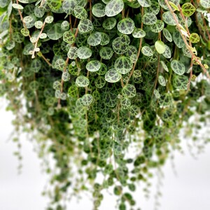 6 String of Turtles Variegated in Hanging Basket Planter - Etsy