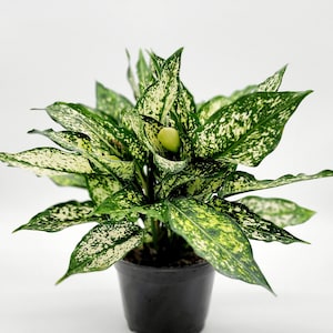 Aglaonema Spring Snow • Live Variegated Indoor Plant (6 Inch Pot) - Etsy