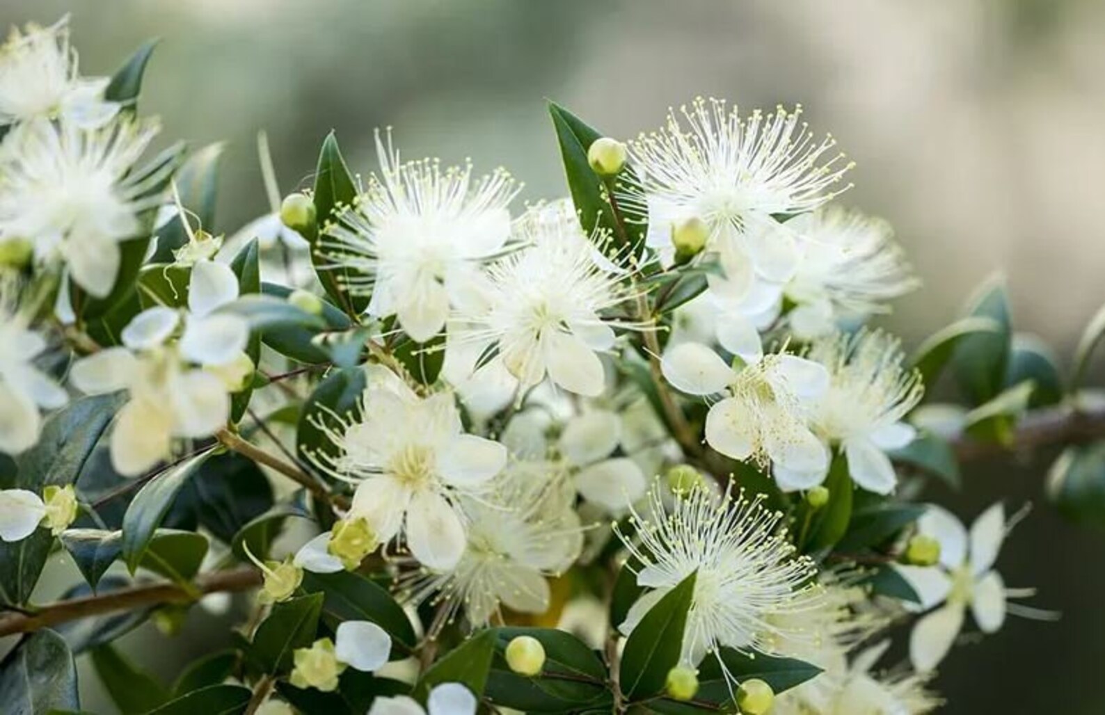 Myrtle Topiary Tree Live Bonsai Tree Houseplant for Christmas ...