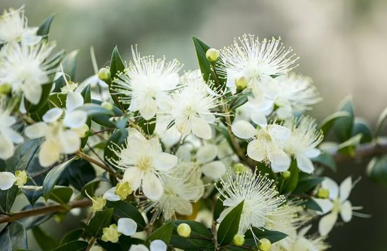 Myrtle Topiary Tree Live Bonsai Tree Houseplant for - Etsy