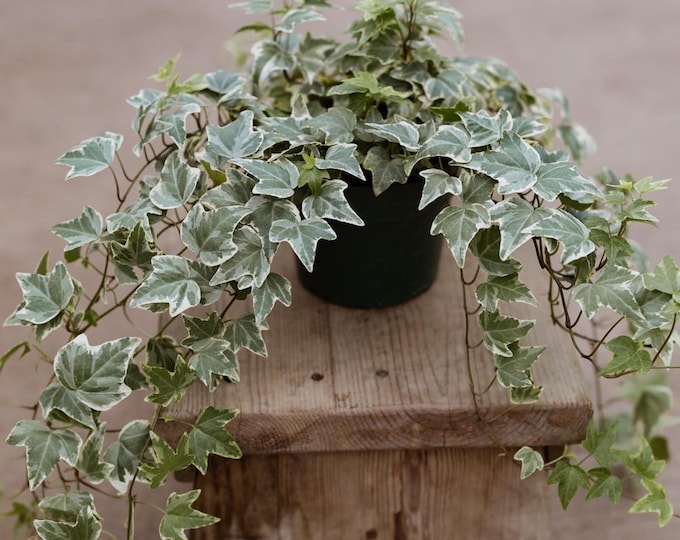 6" White Variegated English Ivy • Easy Plant • Live Houseplant Trailing ...