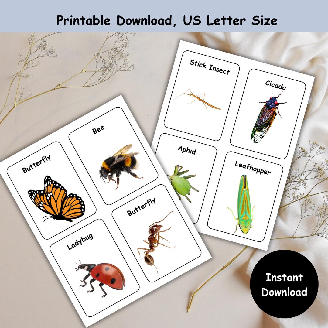 Insect Flashcards for Kids | Preschool & Montessori Nature Learning ...
