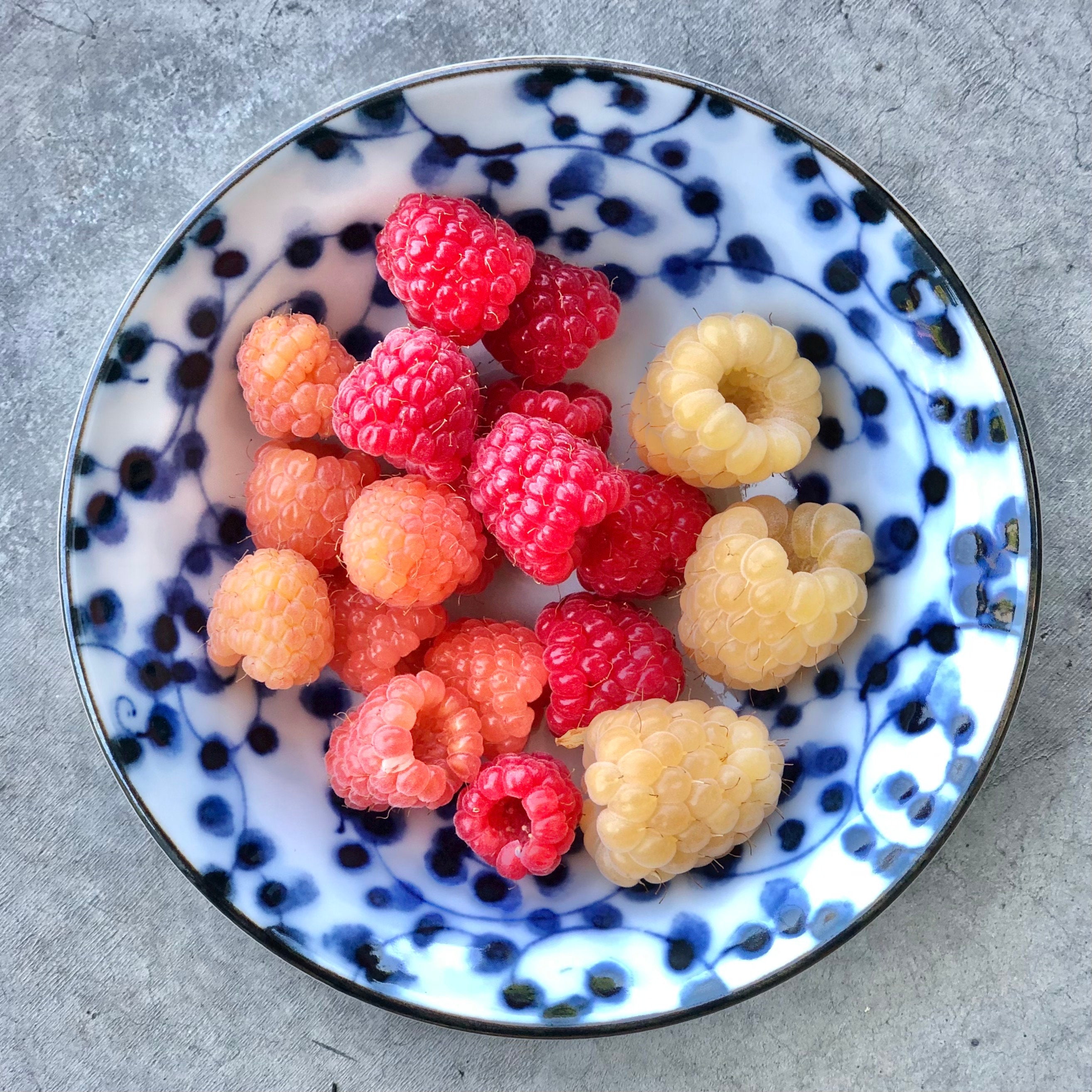 Live Raspberry Starter Plant Double Gold Raspberry - Etsy