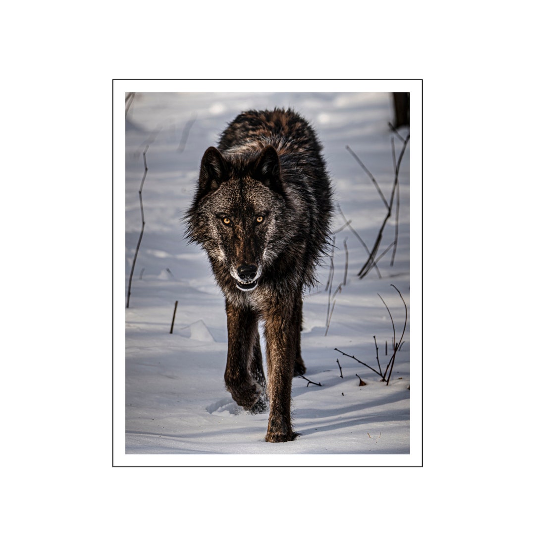 Alpha Wolf in Snow Photo Print by Timothy Stringer - Etsy