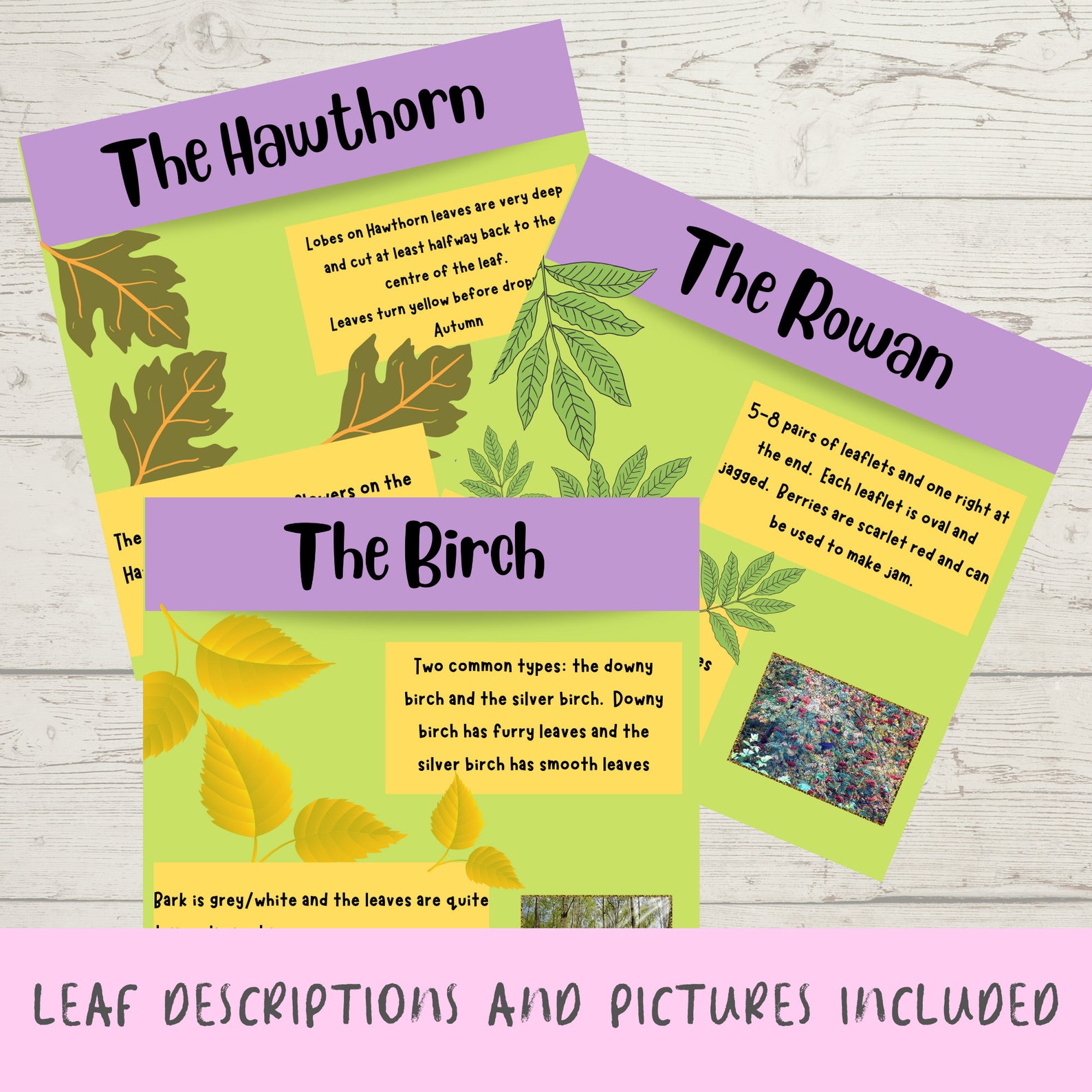 UK Tree Identification Pack - Etsy