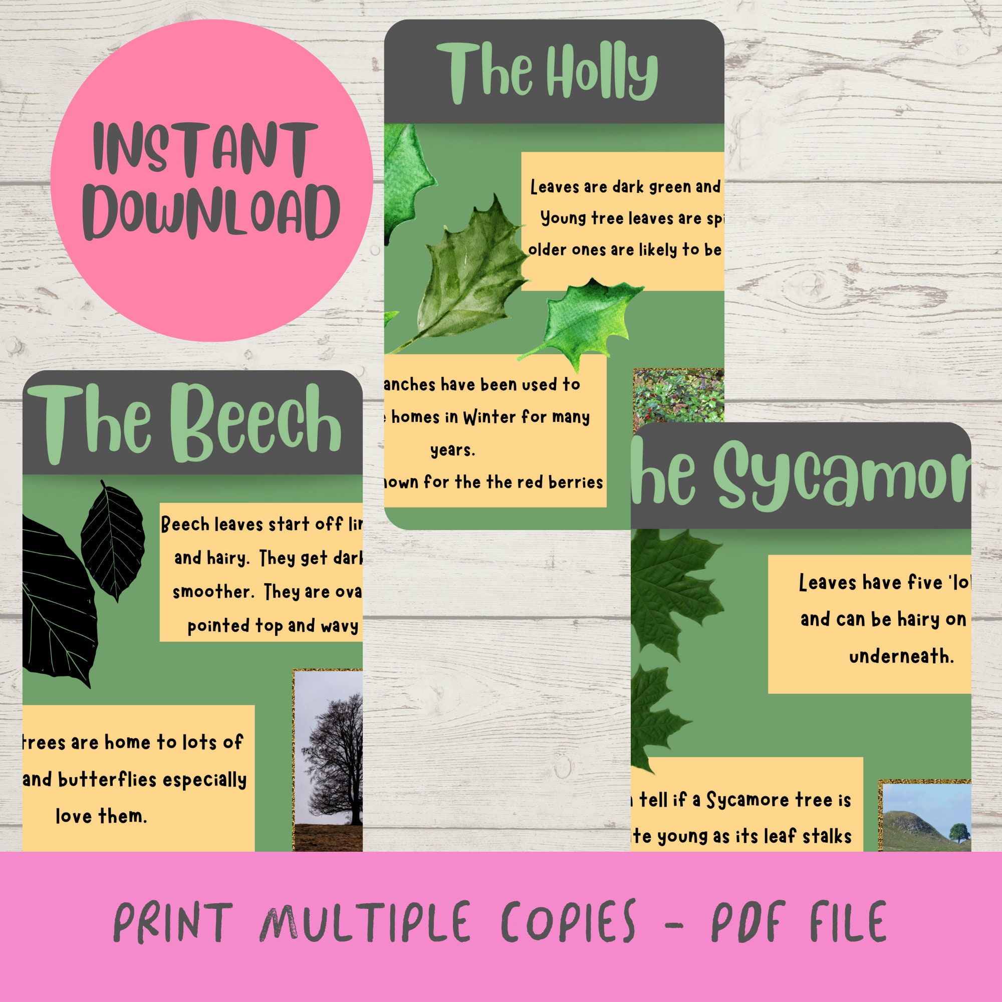 UK Tree Identification Pack - Etsy