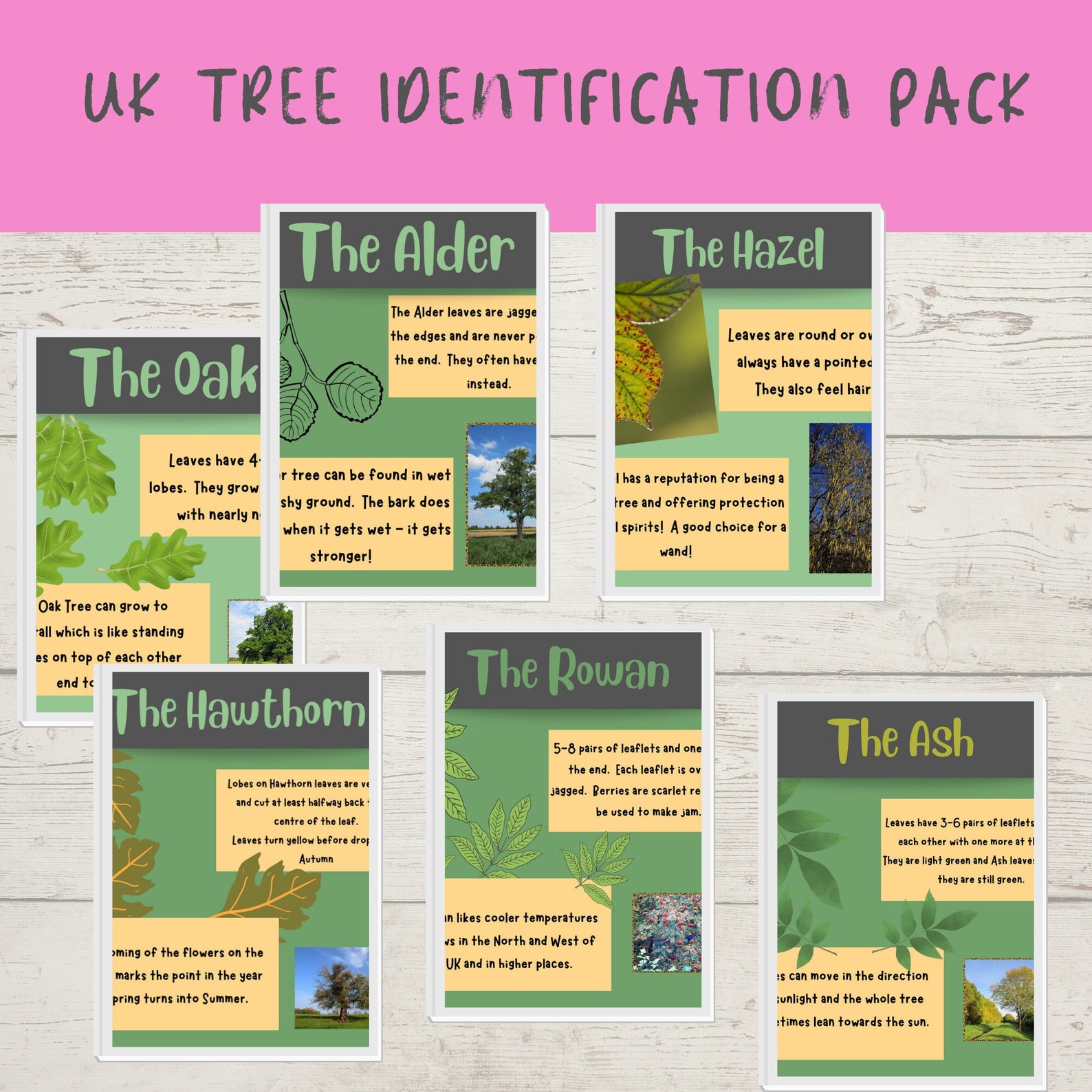 UK Tree Identification Pack - Etsy