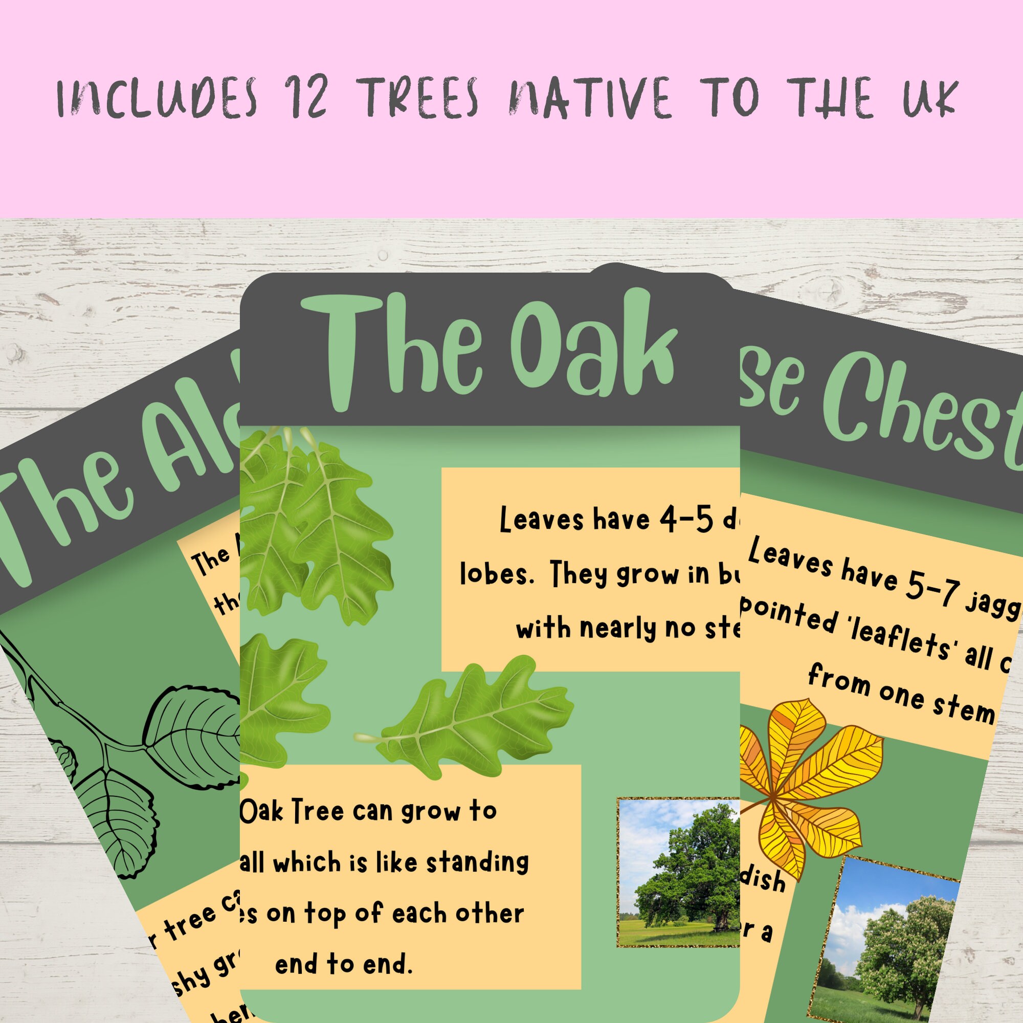 UK Tree Identification Pack - Etsy