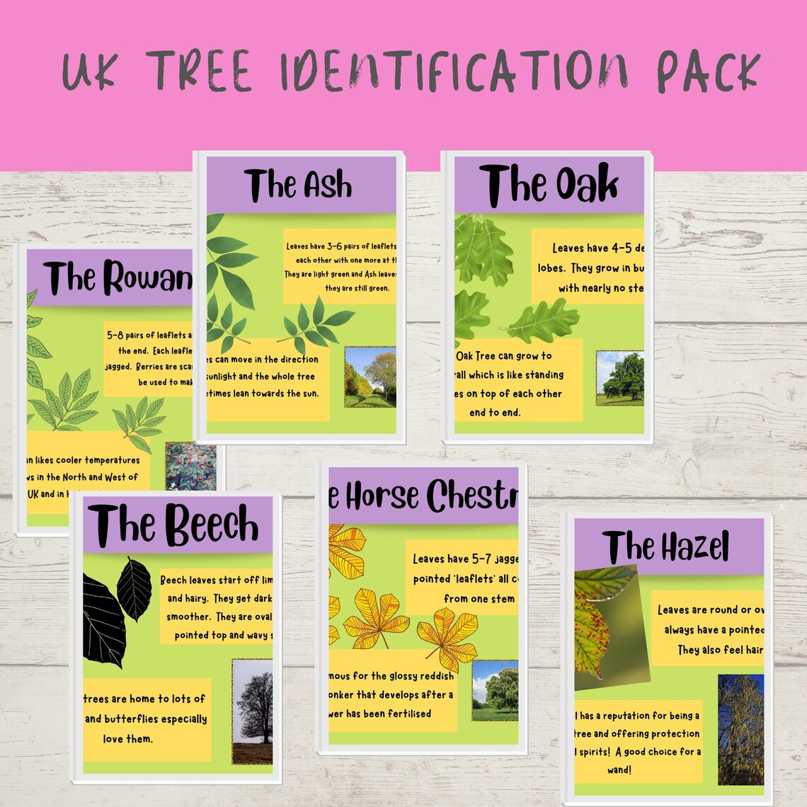 UK Tree Identification Pack - Etsy
