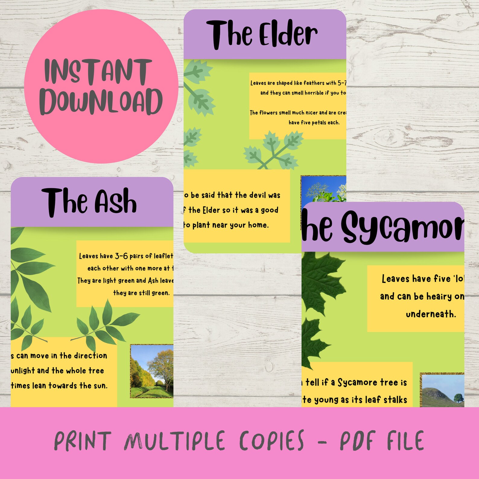 UK Tree Identification Pack - Etsy