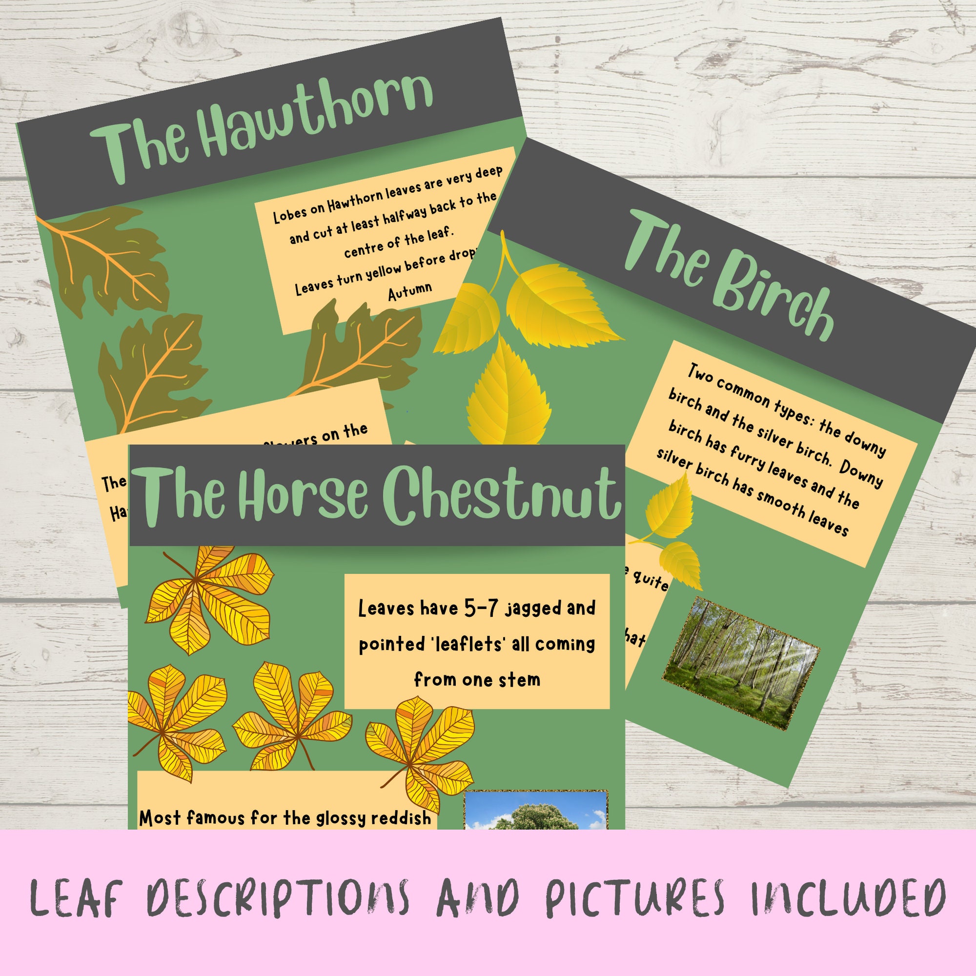 UK Tree Identification Pack - Etsy