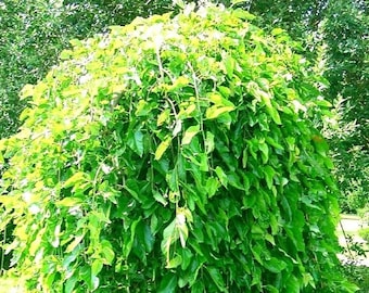 Dwarf Weeping Mulberry Tree - Etsy