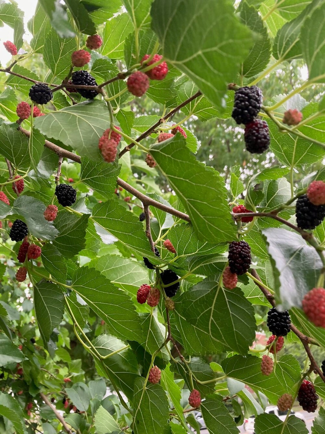 5 Live and Fresh Red Mulberry Tree Cuttings: Free Shipping - Etsy