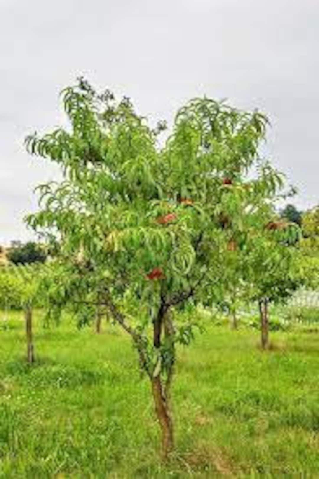 5 Red Haven Peach Tree Cuttings Free Shipping Always - Etsy