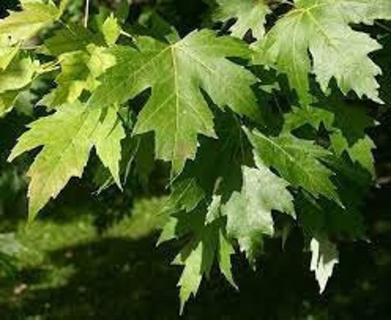 Water Maple Tree. 5 Live Cuttings Great for Propagation and - Etsy