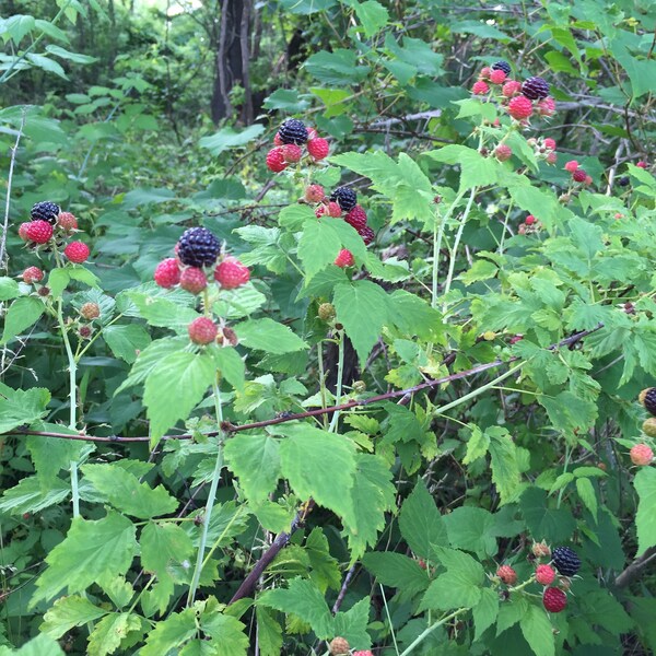 Black Raspberry - Etsy