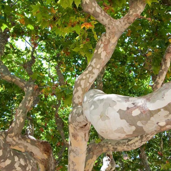 Sycamore Tree - Etsy