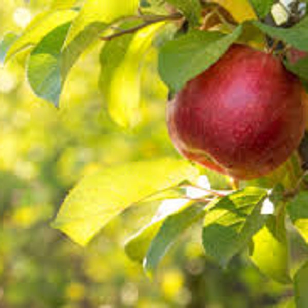 Red Apple Tree - Etsy