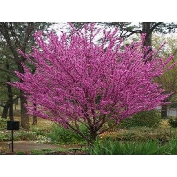 Redbud Tree - Etsy