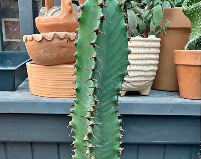 Candelabra Chocolate Drop, Ingens, Live Plant - Etsy