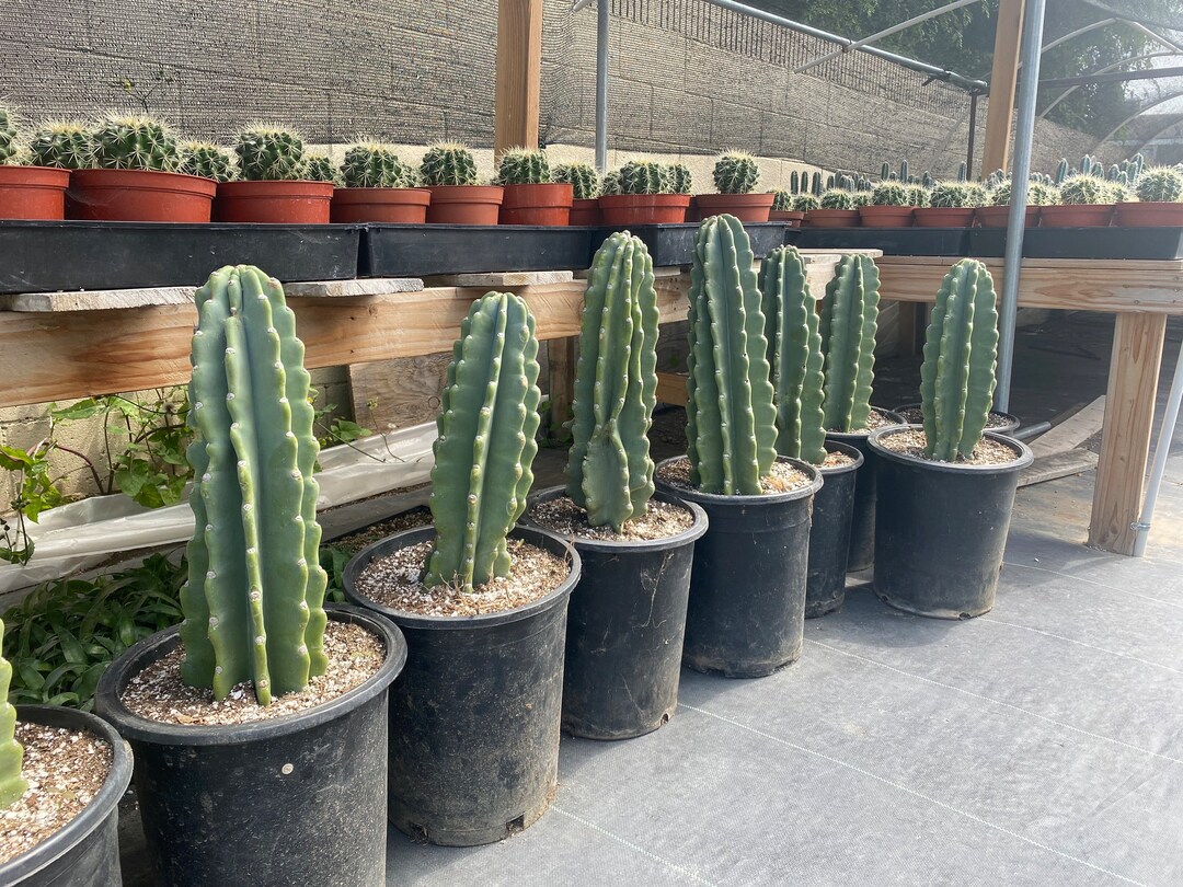 Rooted Cereus Peruvianus Giant Peruvian Apple Cactus Live Plant in ...