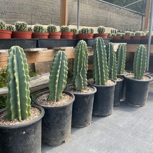 Rooted Cereus Peruvianus | Giant Peruvian Apple Cactus - Live Plant in ...