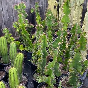 Cow's Horn Cactus Euphorbia Grandicornis Rare - Etsy