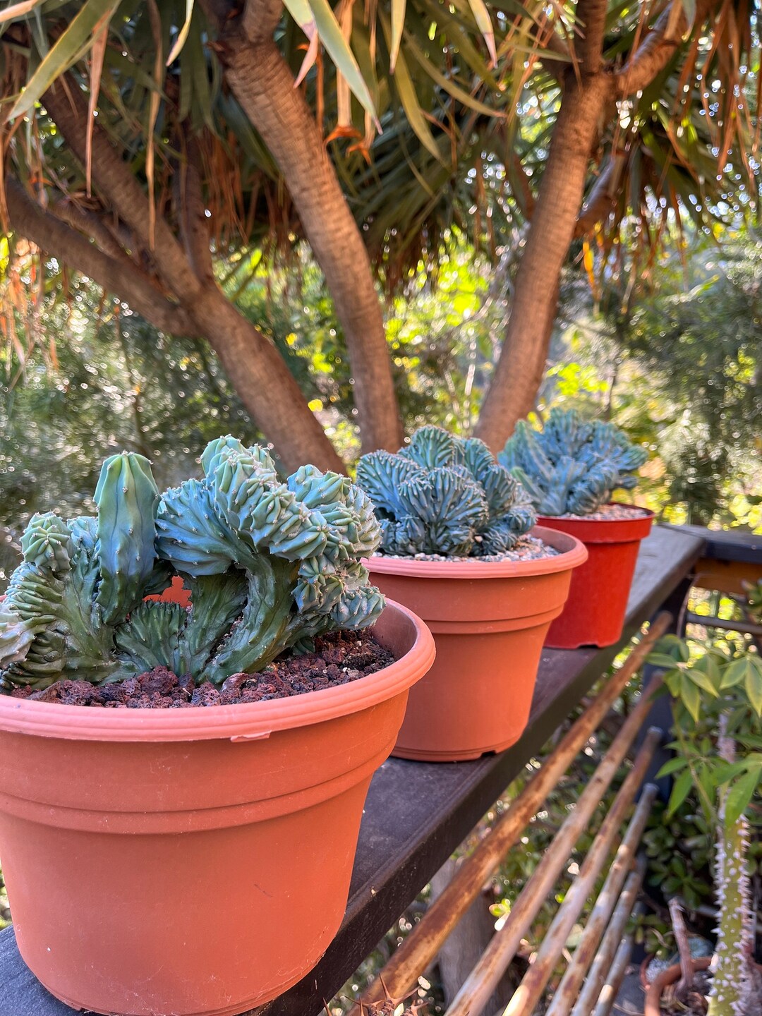 Crested Blue Candle Cactus Myrtillocactus Geometrizans Cristata ...