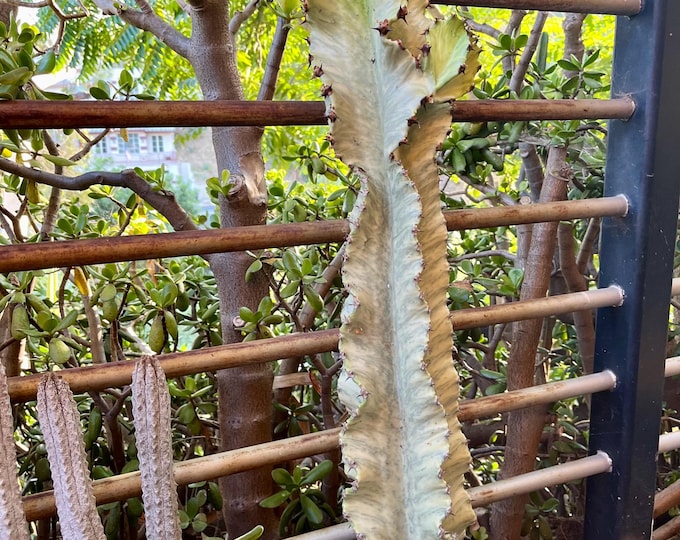 Exact African "golden" Candelabra Plant, Fully Rooted, Euphorbia ...
