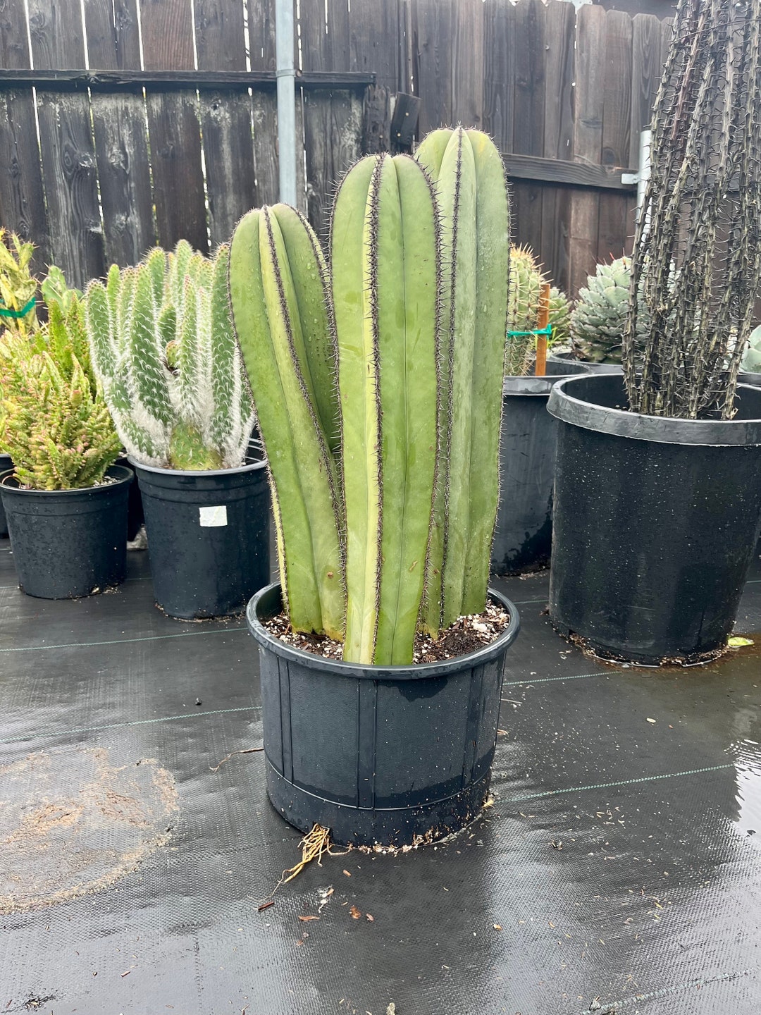 Mexican Fence Post Cactus: Architectural Cactus for All - Etsy