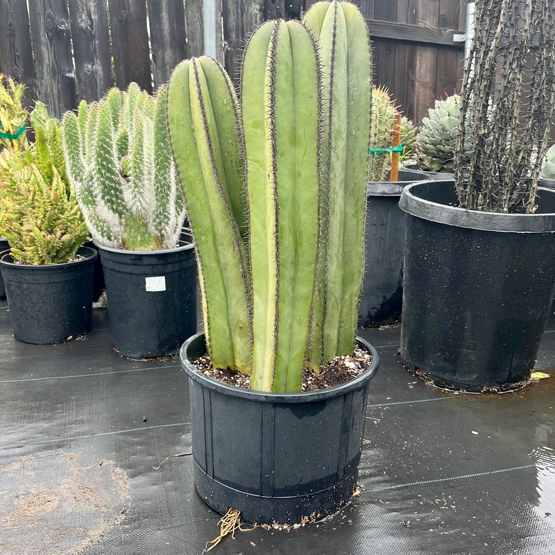 Fence Post Cactus - Etsy