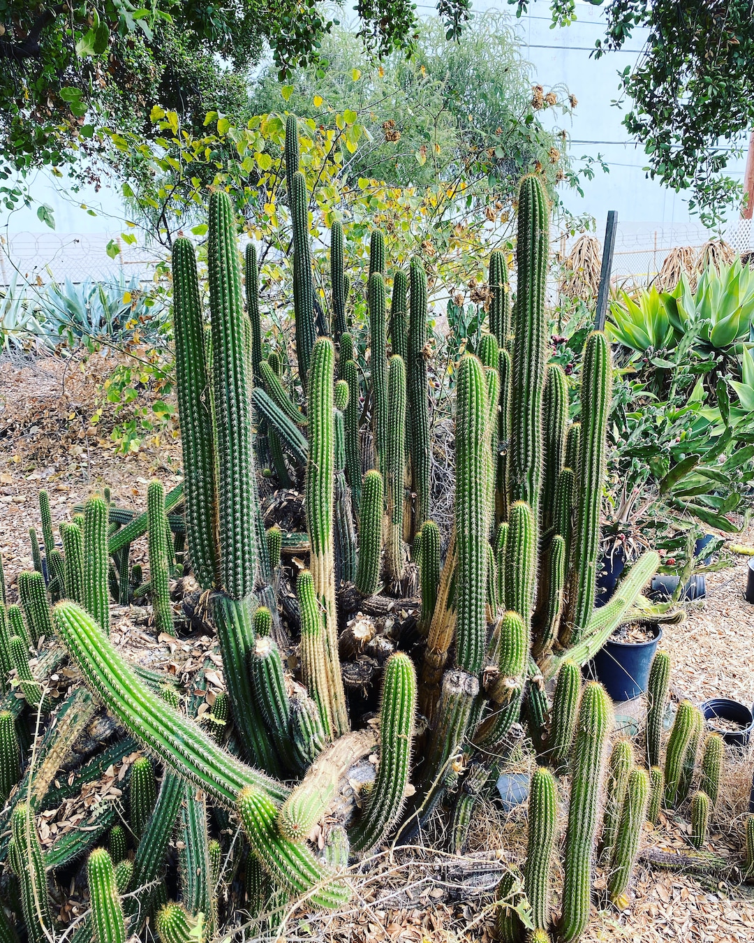 Colossal Golden Torch Cactus - Echinopsis Spachiana - Colorful, Thick ...