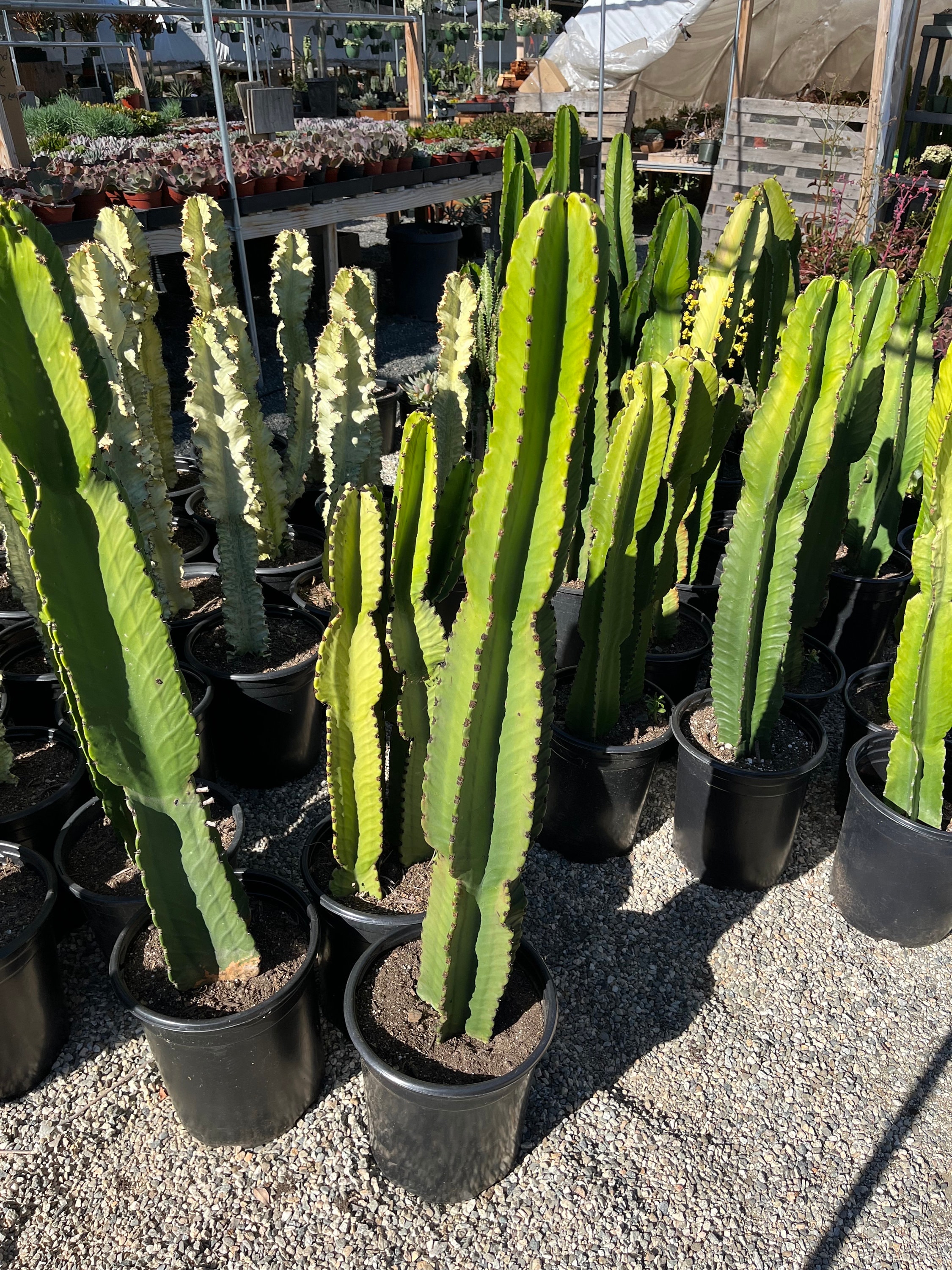 Rooted Candelabra Trees (euphorbia Ingens) - Ready to Grow | Gardening ...