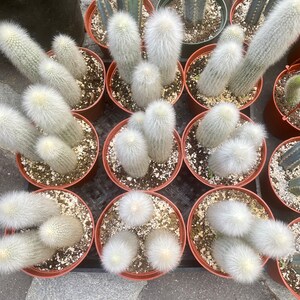 Silver Torch Cactus (cleistocactus Strausii): Fuzzy Resilient Live ...