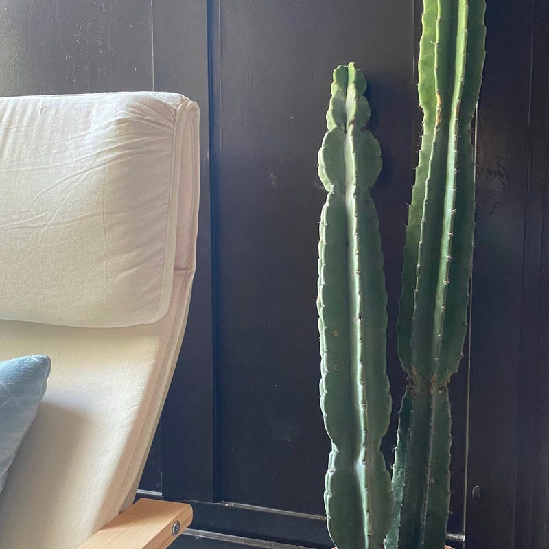 Peruvian Cactus Night - Etsy