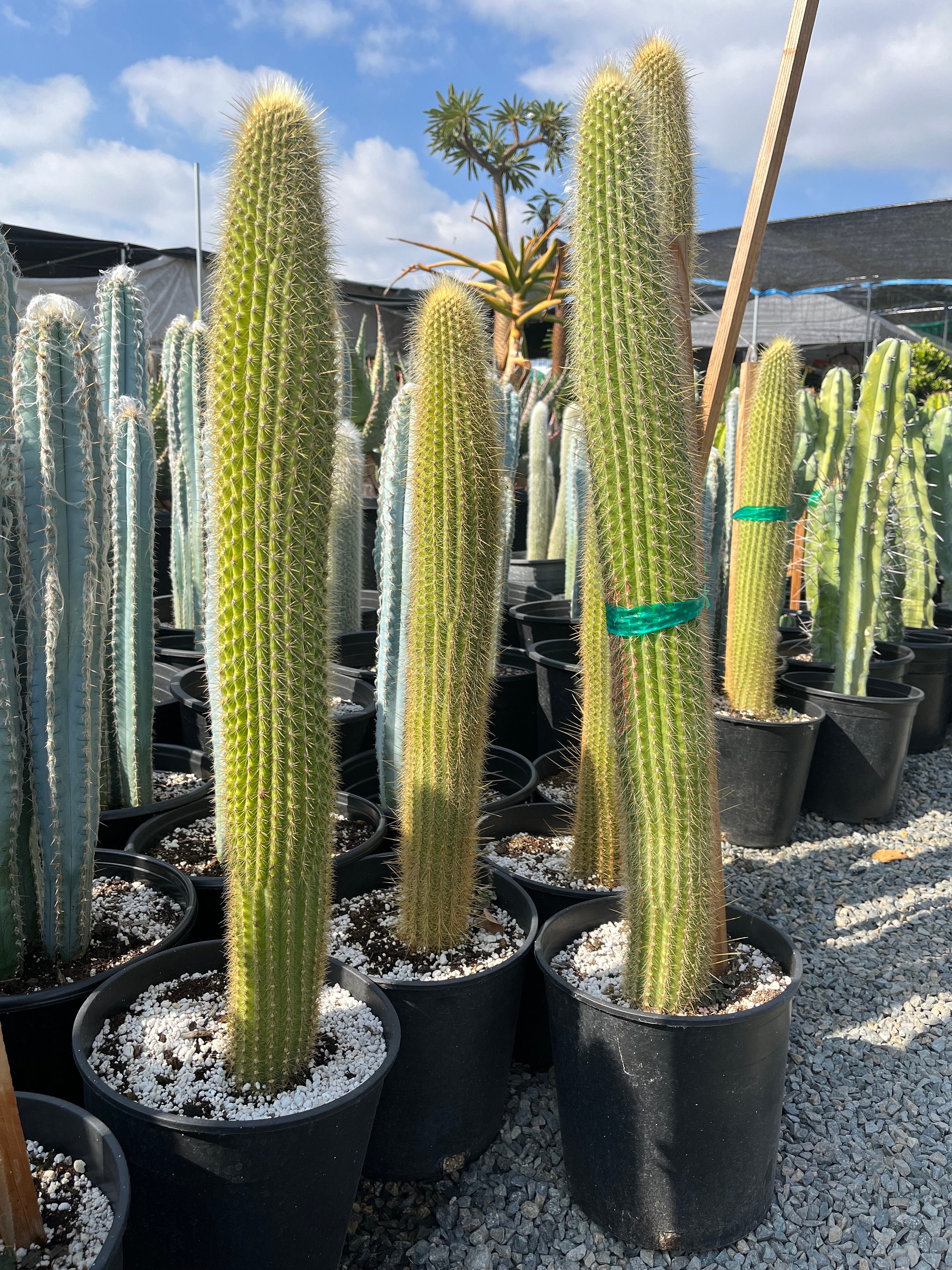 Colossal Golden Torch Cactus - Echinopsis Spachiana - Colorful, Thick ...