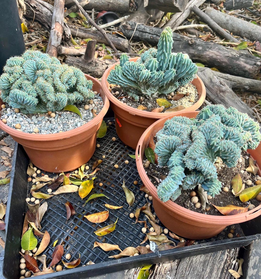 Crested Blue Candle Cactus Myrtillocactus Geometrizans Cristata ...