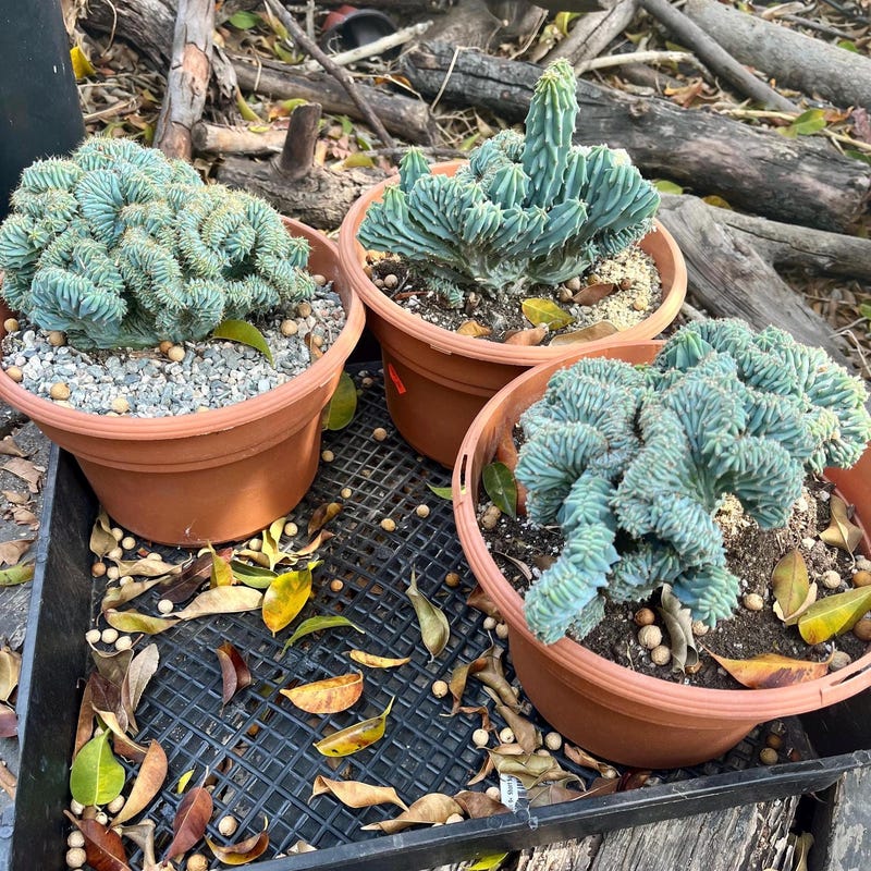 Blue Crested Cactus - Etsy