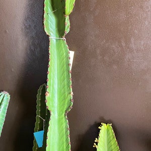 Euphorbia Ingens Candelabra Tree Cutting: DIY Succulent, Several Sizes ...