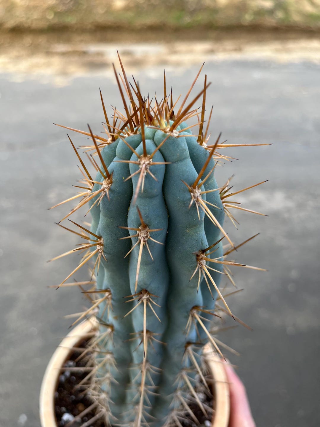 Bold Browningia Hertlingiana Big & Beautiful Blue Cereus Cactus | Rare ...