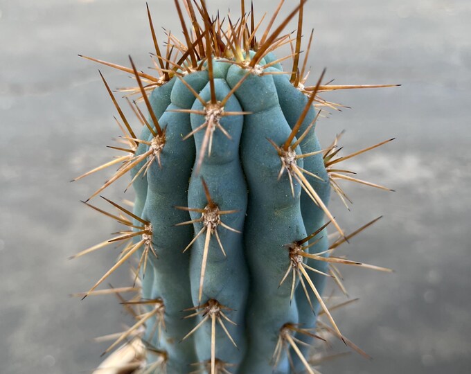 Bold Browningia Hertlingiana Big & Beautiful Blue Cereus Cactus | Rare ...