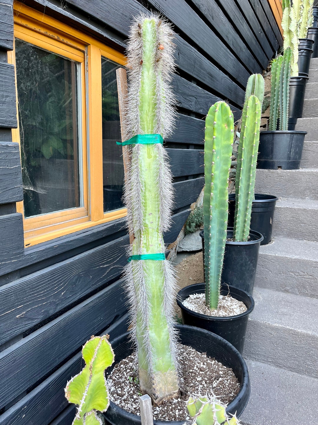 4ft Wooly Rhino Cactus | Extremely Rare & Elusive Collectors Plant ...